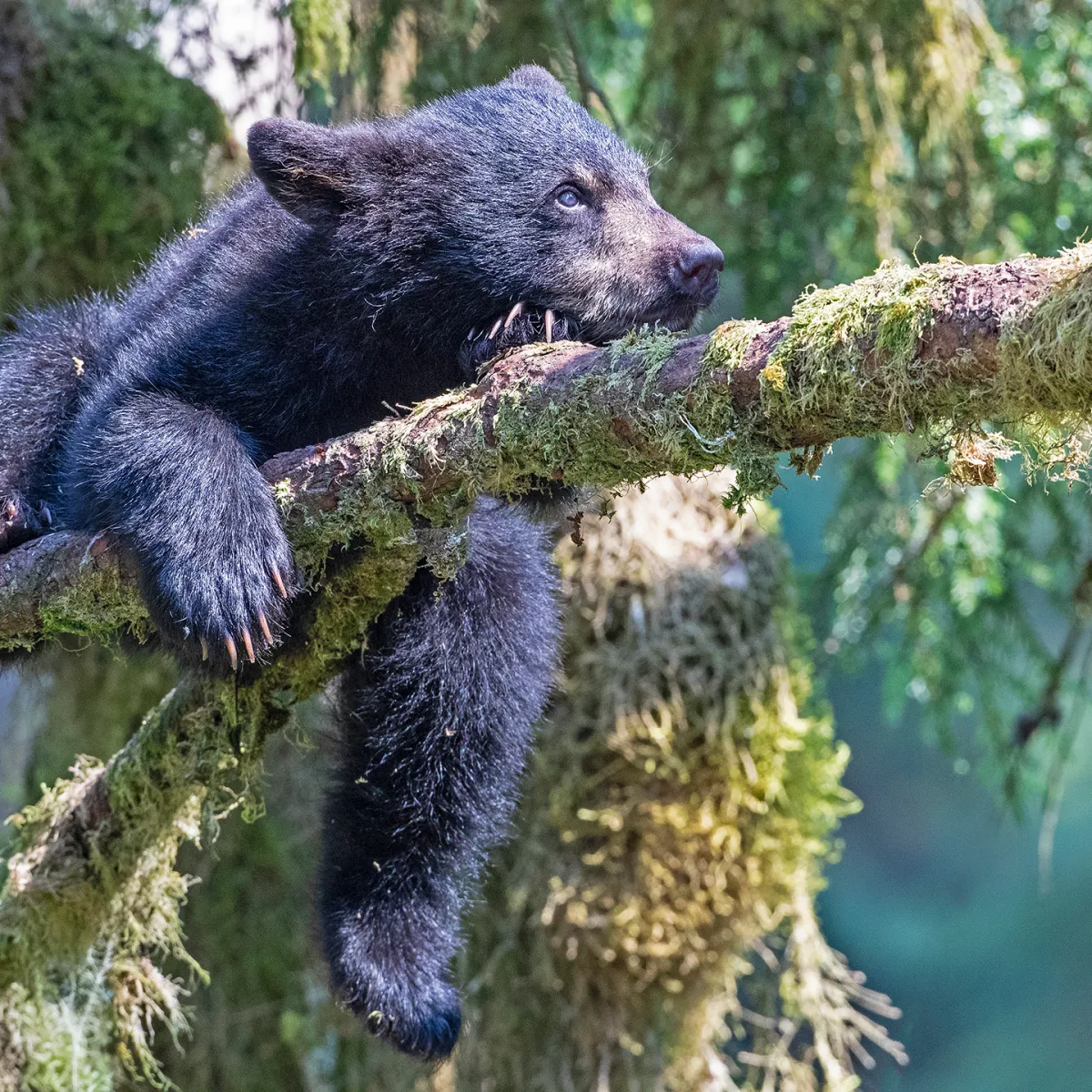 Anan Bear and Wildlife Observatory | Alaska Waters