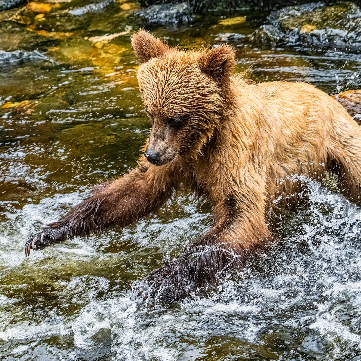 Anan Bear and Wildlife Observatory | Alaska Waters