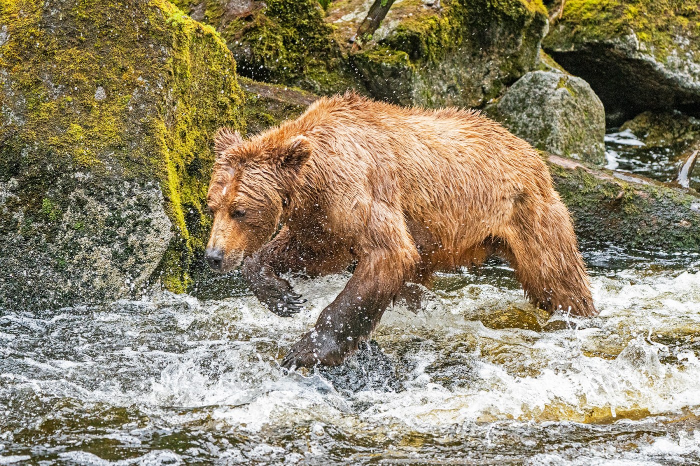 Anan Bear and Wildlife Observatory | Alaska Waters