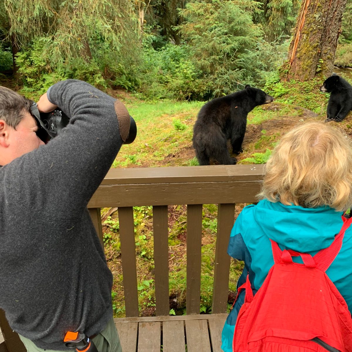 Anan Bear and Wildlife Observatory | Alaska Waters